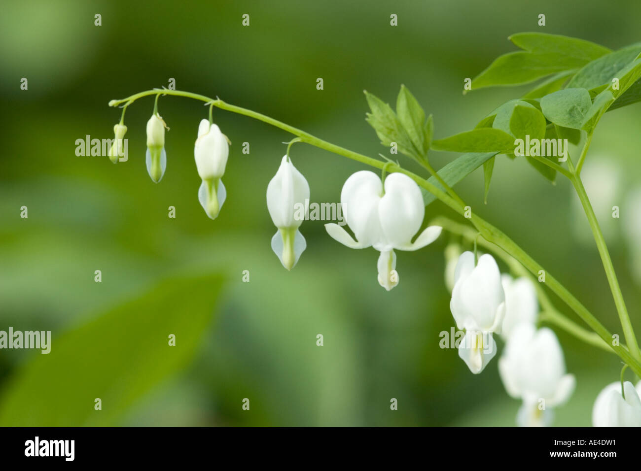 White bleeding hearts Stock Photo - Alamy