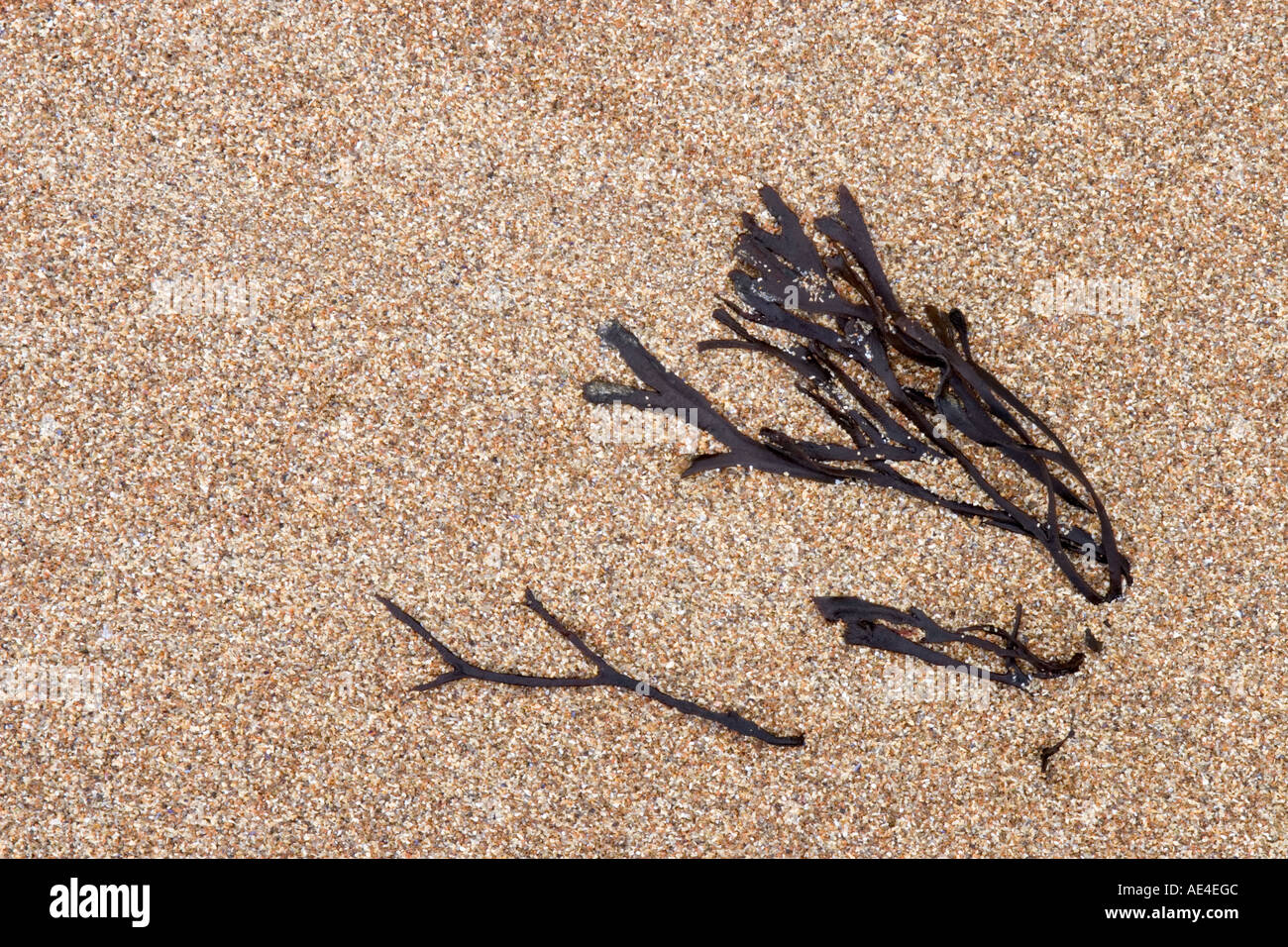 Seaweed on sand Stock Photo - Alamy
