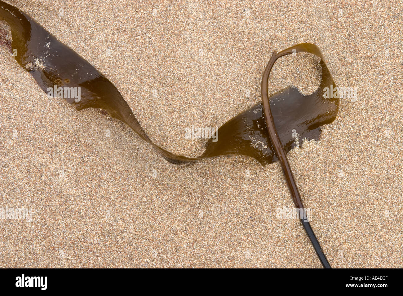 Strand of kelp hi-res stock photography and images - Alamy