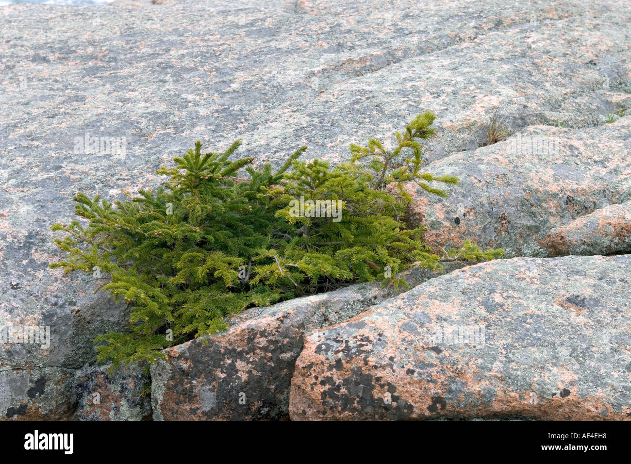 Stunted tree growing in rock crack Stock Photo - Alamy