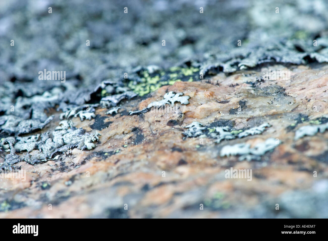Side view of lichen Stock Photo - Alamy