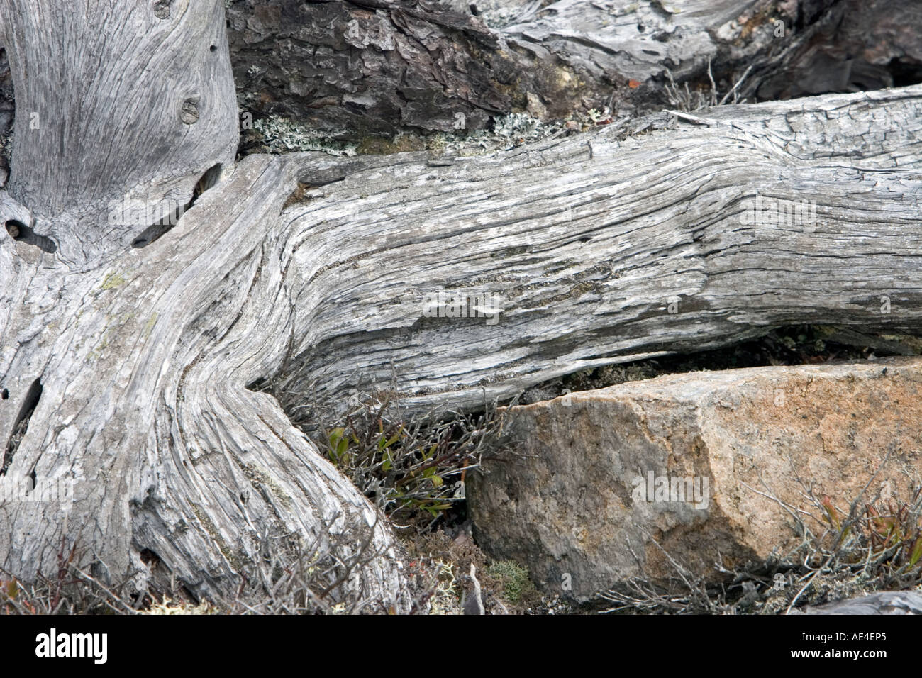 Weathered tree root Stock Photo - Alamy