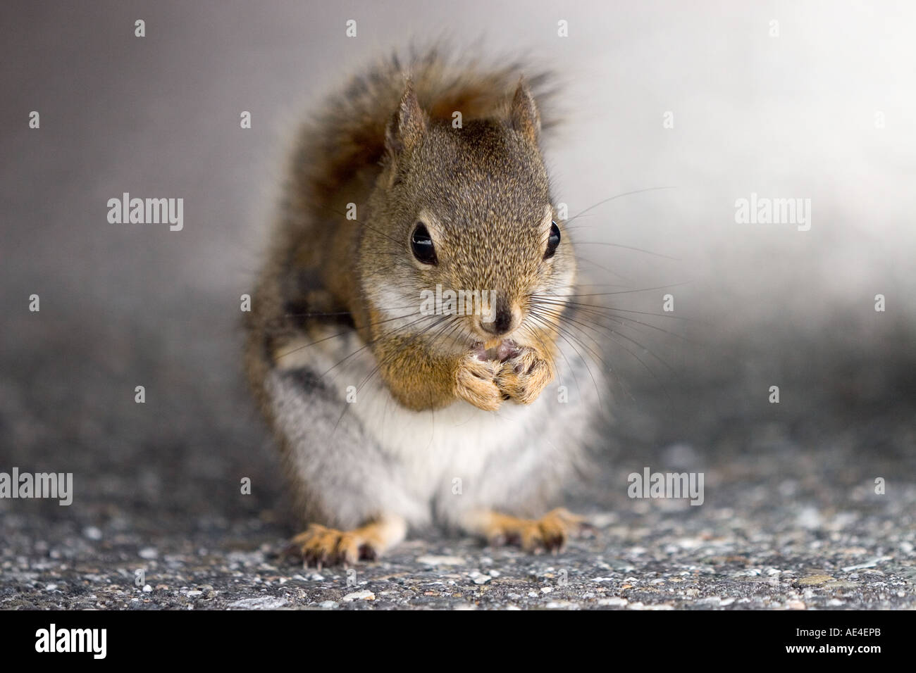 Grey squirrel eating fruit hi-res stock photography and images - Alamy