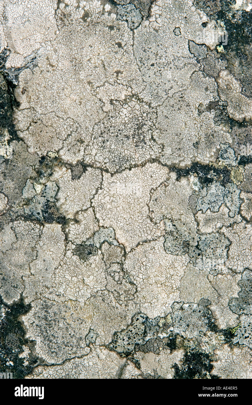 Grey lichens on rock surface Stock Photo - Alamy