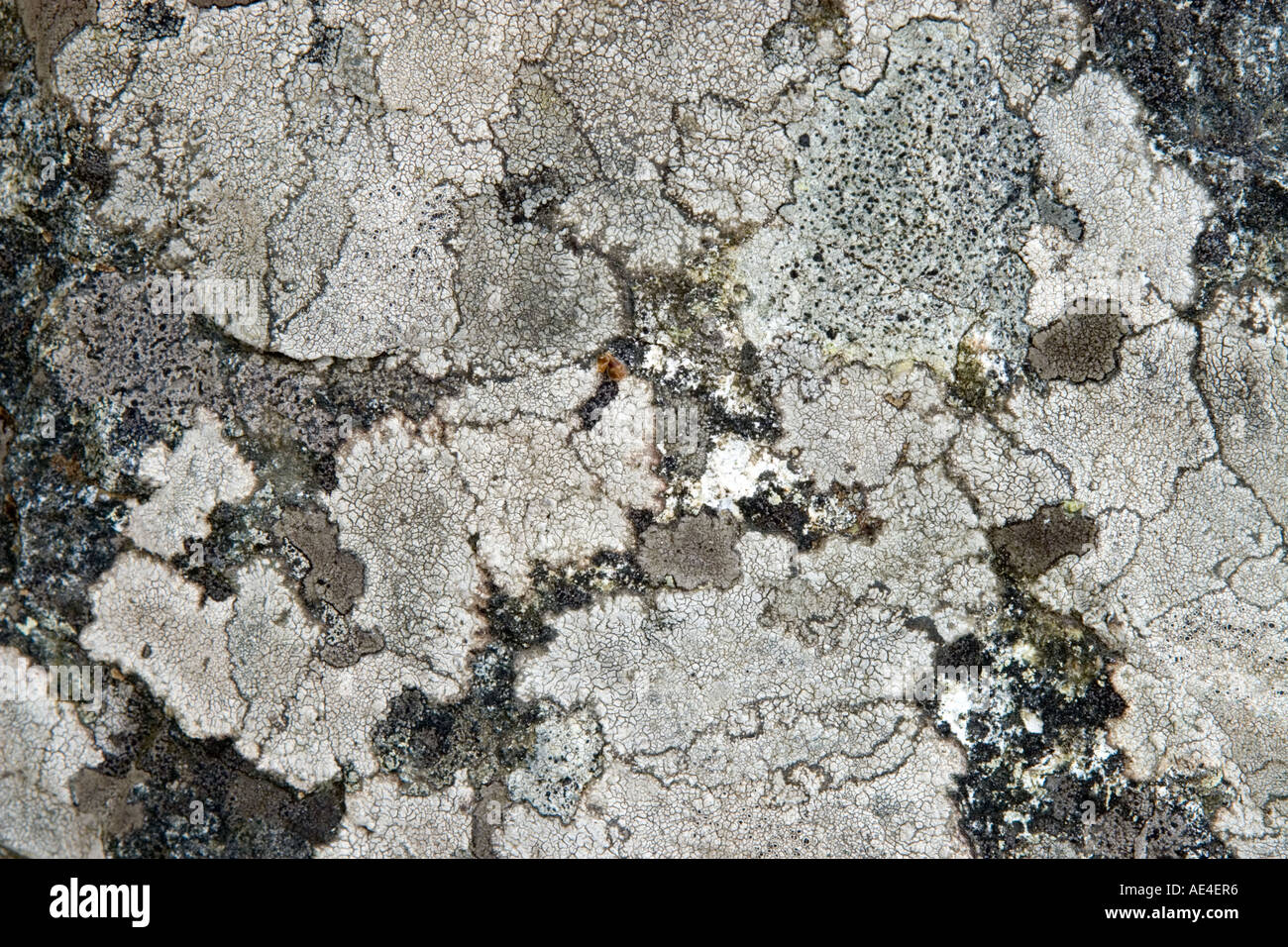 Grey circular lichen on rock hi-res stock photography and images - Alamy