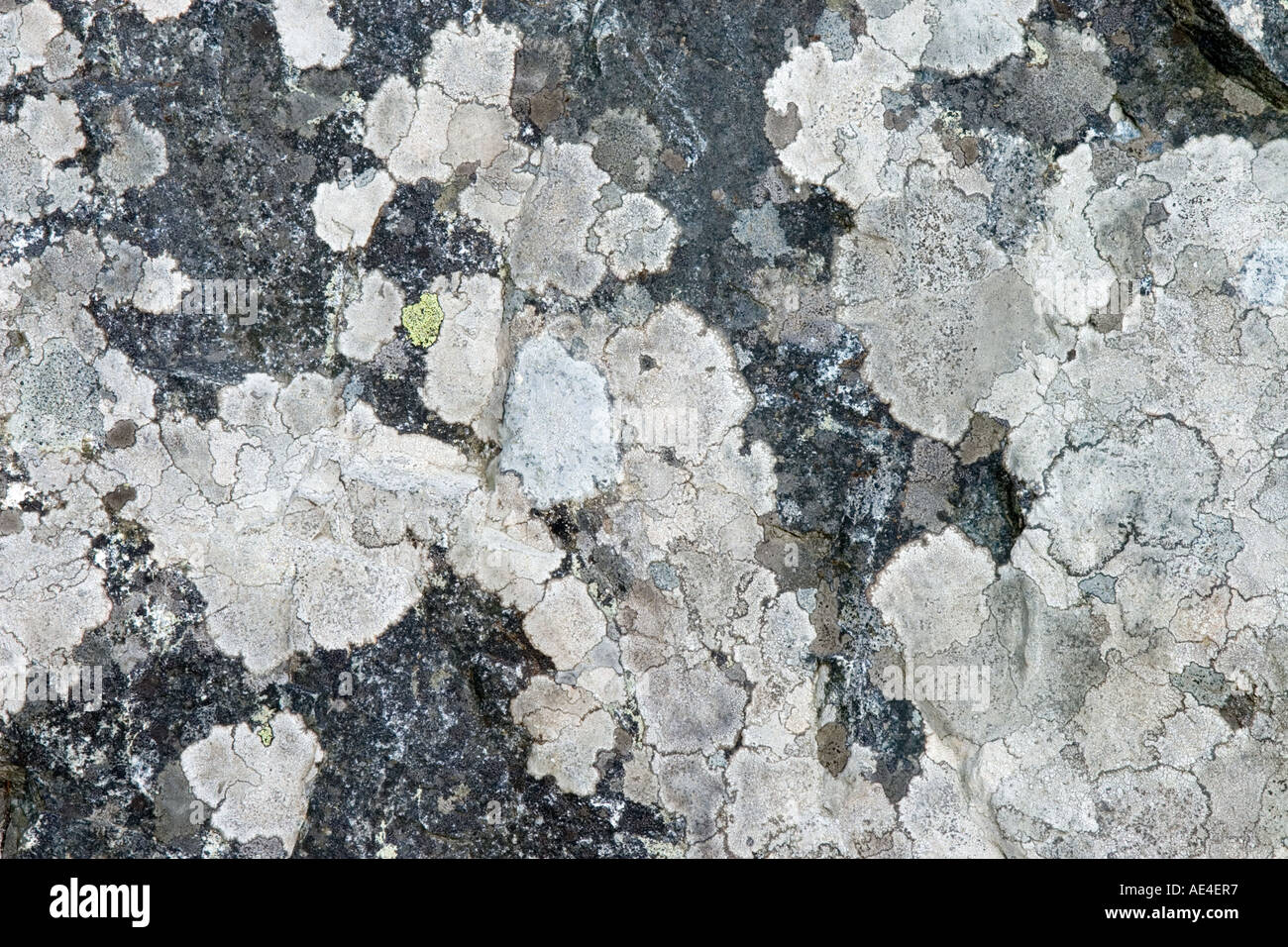 Grey lichens on rock surface Stock Photo - Alamy