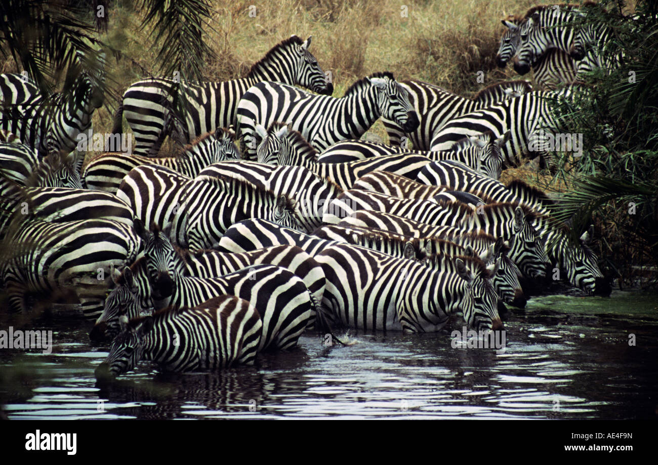 Plain's (Common) Zebra (Equus burchellii) assemble at a waterhole Stock ...