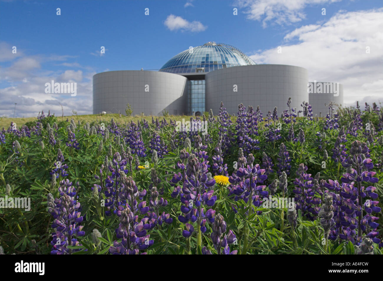 Wild purple lupins surrounding the Pearl (Perlan) Oskjulid dome ...