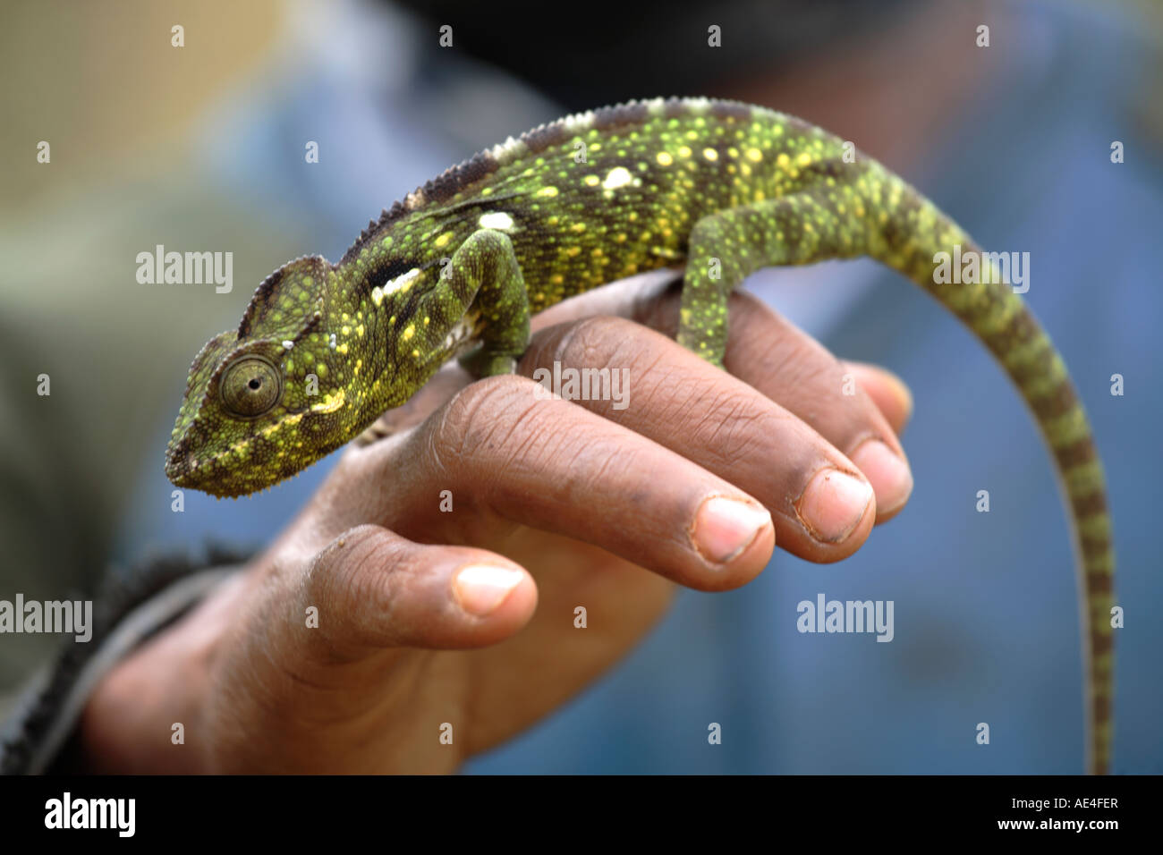 Green chameleon on a human hand, Madagascar Stock Photo - Alamy