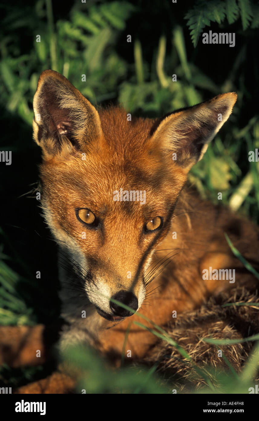 British Fox ( Vulpes vulpes Stock Photo - Alamy