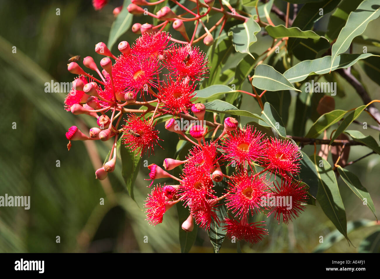 Eucalyptus Summer Red family myrtaceae native gum tree, Australian ...