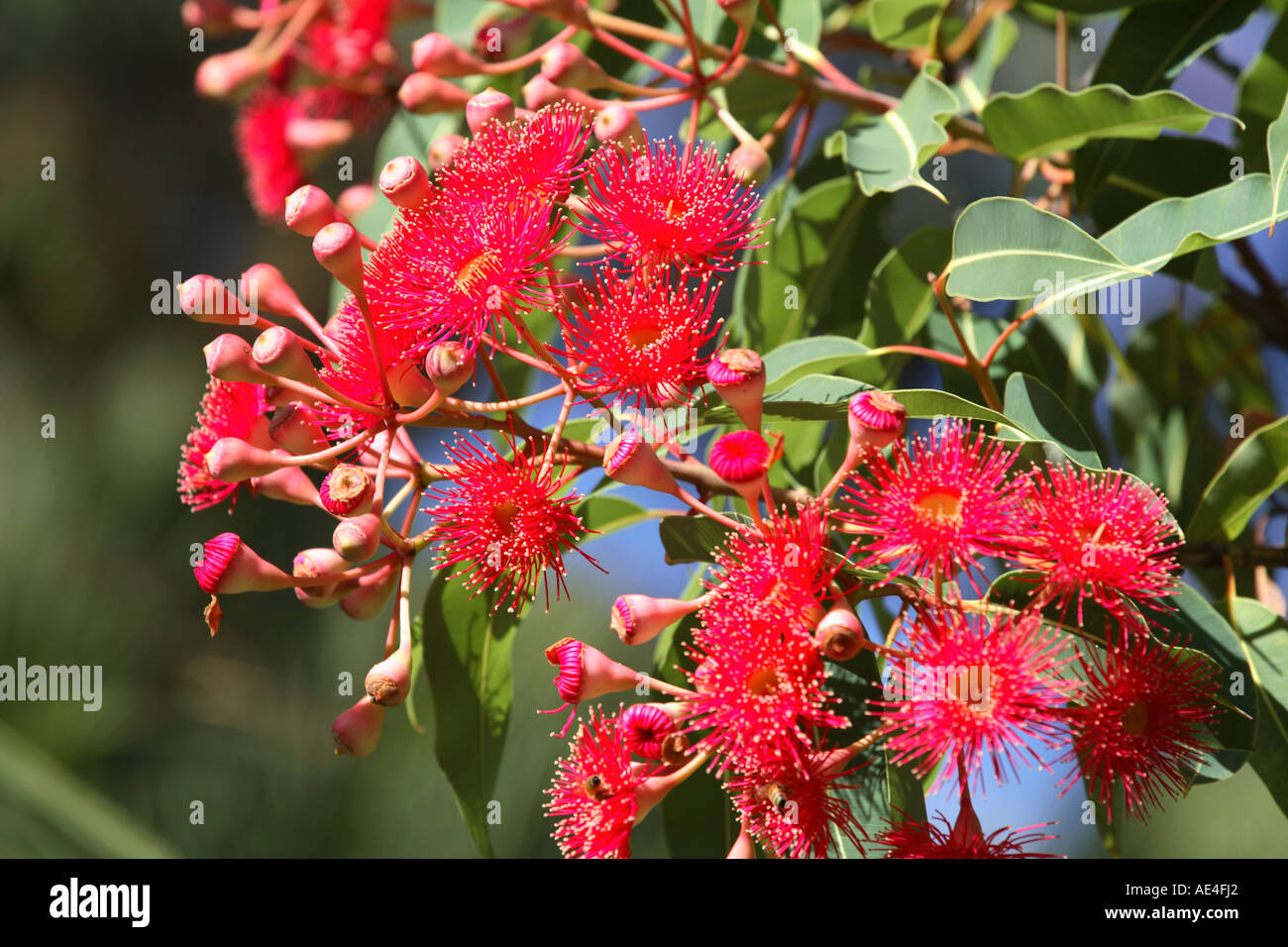 Eucalyptus Summer Red family myrtaceae, native gum tree with buds and ...