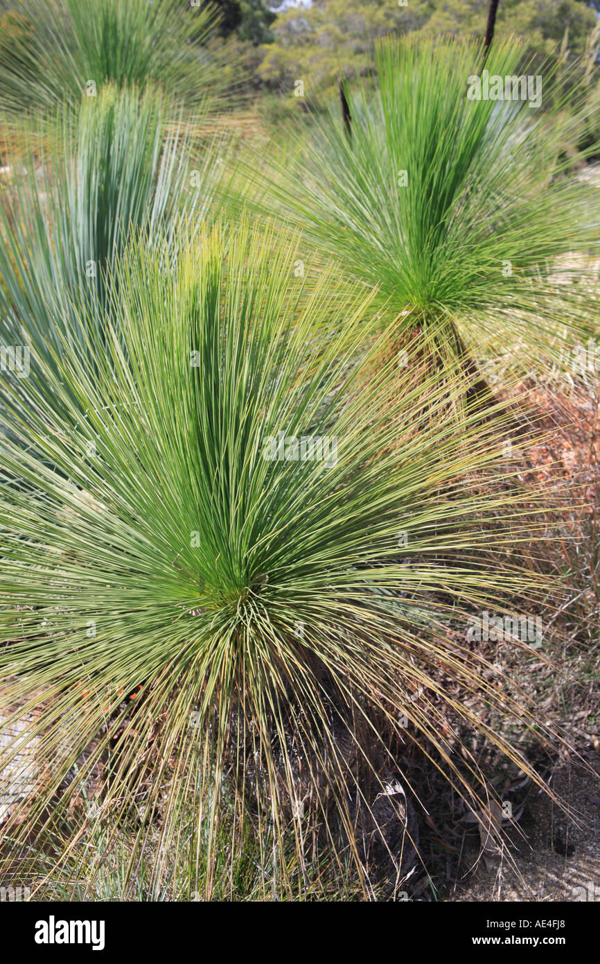 Three Australian Grass trees Stock Photo - Alamy