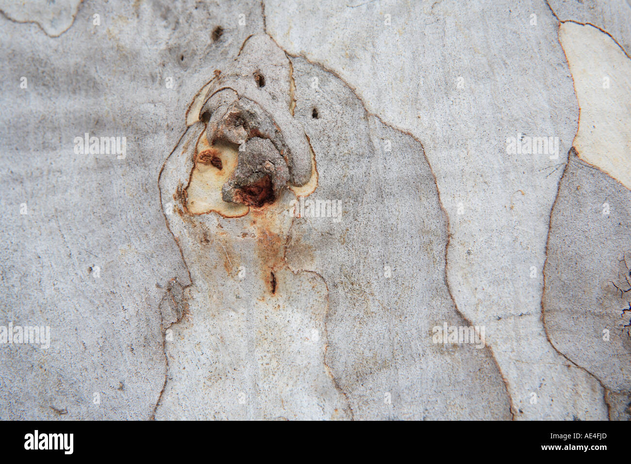 Brittle gum, native tall tree trunk bark detail, abstract pattern close ...