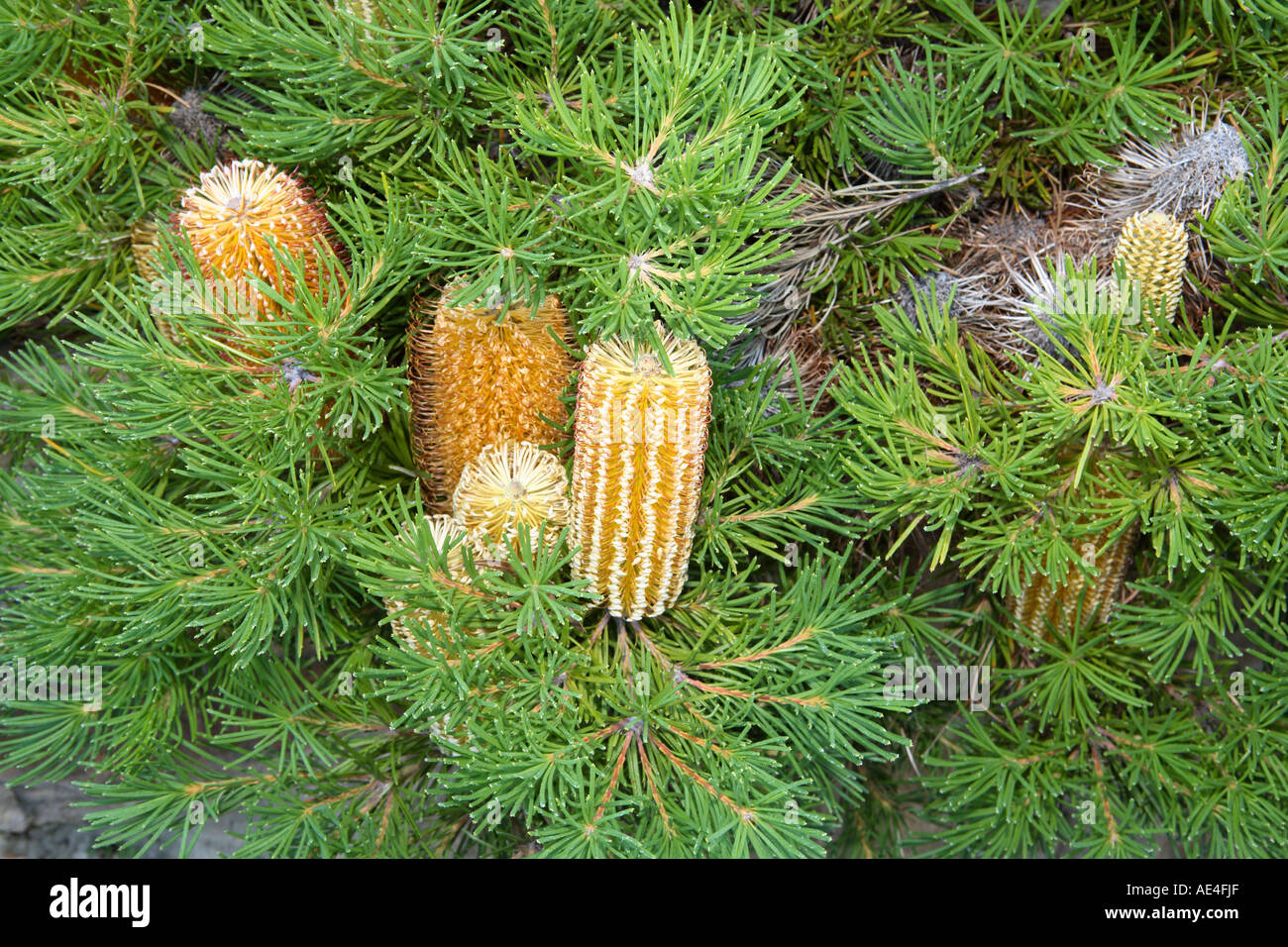 Rock banksia hi-res stock photography and images - Alamy