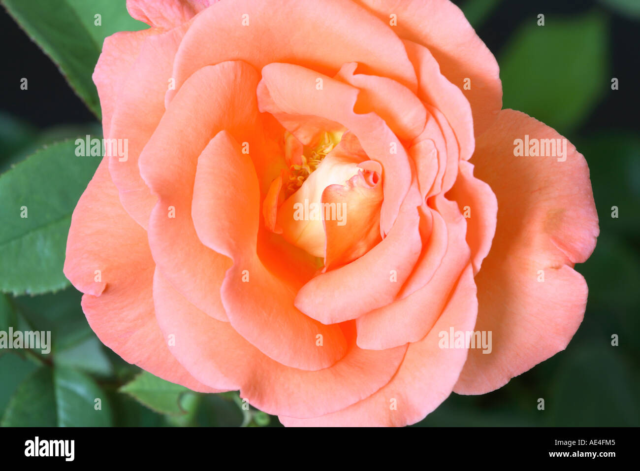 Rose bush Hybrid Tea flower detail, named Brandy, New South Wales ...