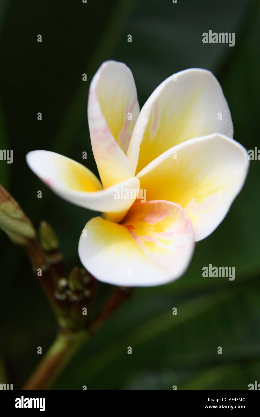 Frangipanni hi-res stock photography and images - Alamy