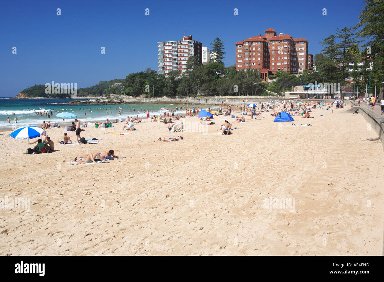 Manly beach facing East, Norfolk Island Pines promenade, and sun ...