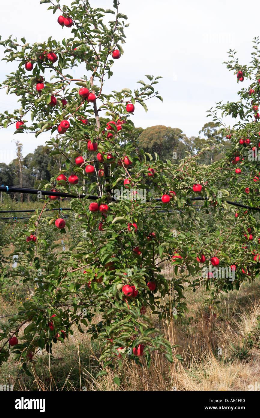 Mature trees loaded with ripe apple ready to harvest with wire support ...
