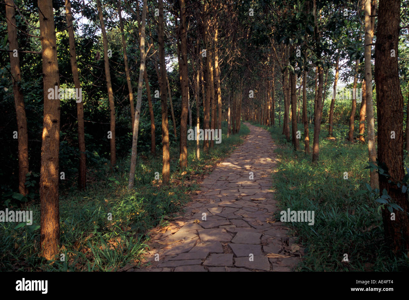 Path pathway walk walkway trail hi-res stock photography and images - Alamy