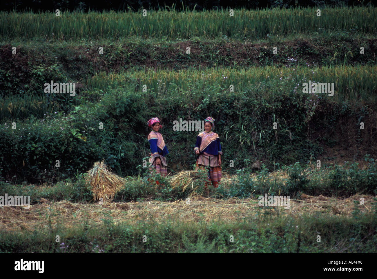 Indigenous hmong tribe women Stock Photo - Alamy