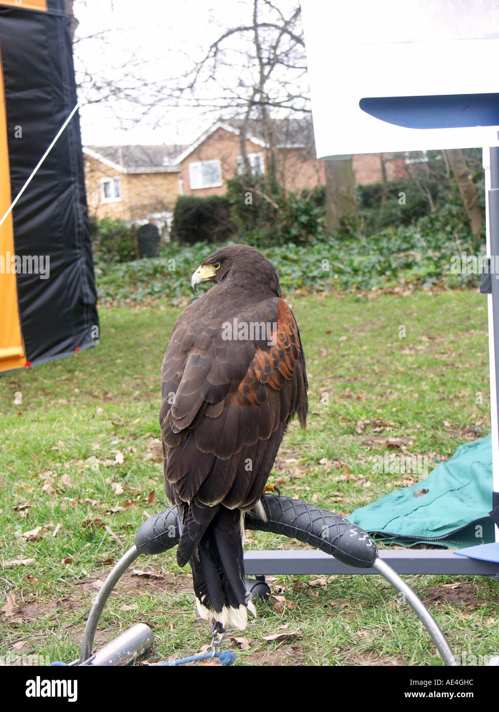 Harris Hawk sits on a hoop at a public display. These birds are used as ...