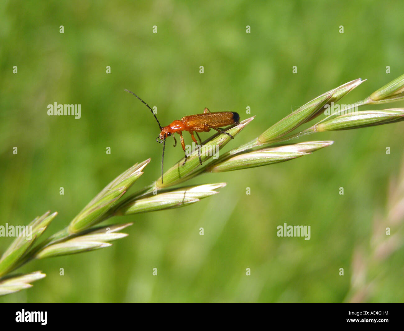 Cardinal beetle and grass hi-res stock photography and images - Alamy