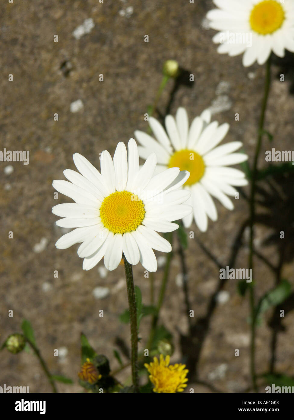 Oxeye daisy and dandelion garden hi-res stock photography and images ...