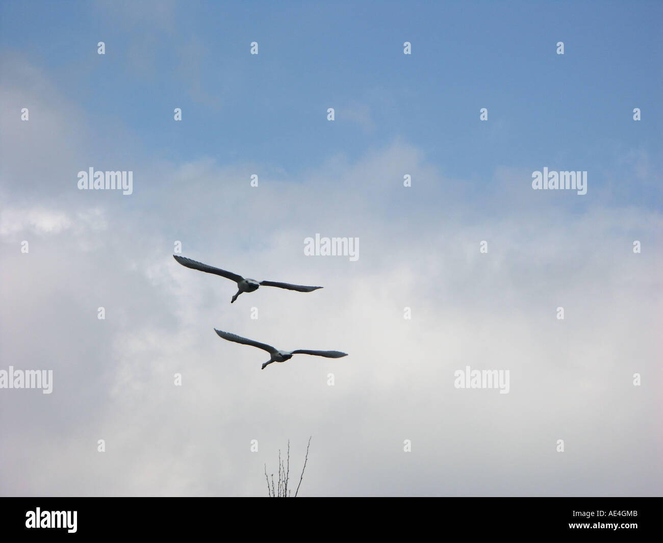 Swan flying overhead hi-res stock photography and images - Alamy