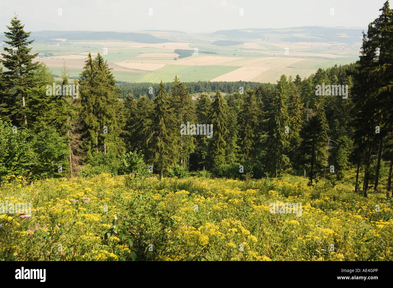 Hiking area, alpine meadow summer flowers, Slovensky Raj, Paradise ...