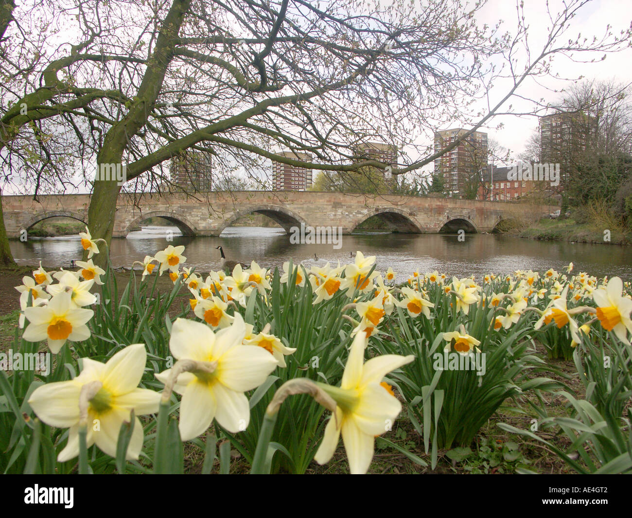Daffodils by the riverside in Tamworth with Ladybridge in the ...