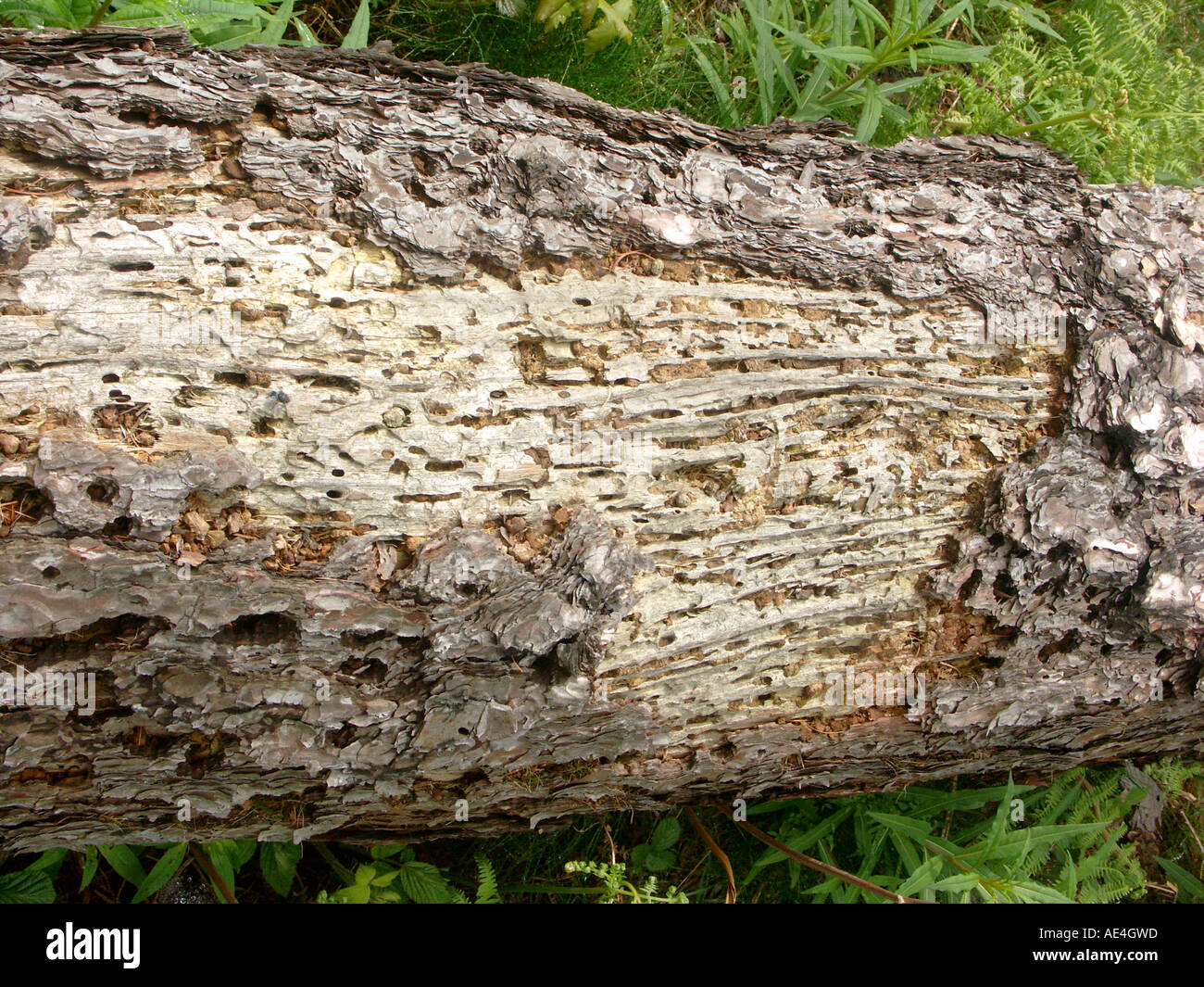 Tree boring insects hi-res stock photography and images - Alamy