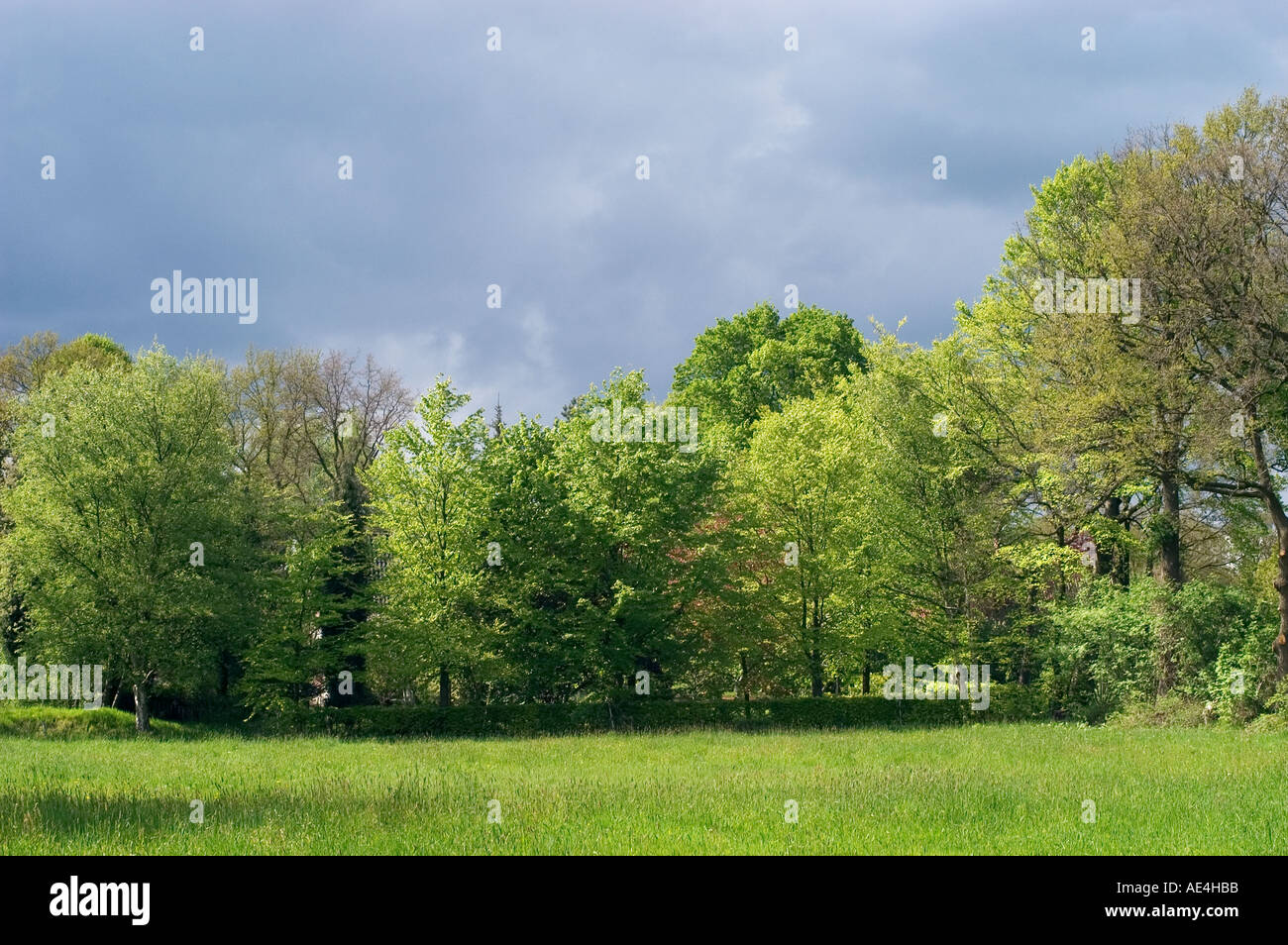Forest in spring Stock Photo - Alamy