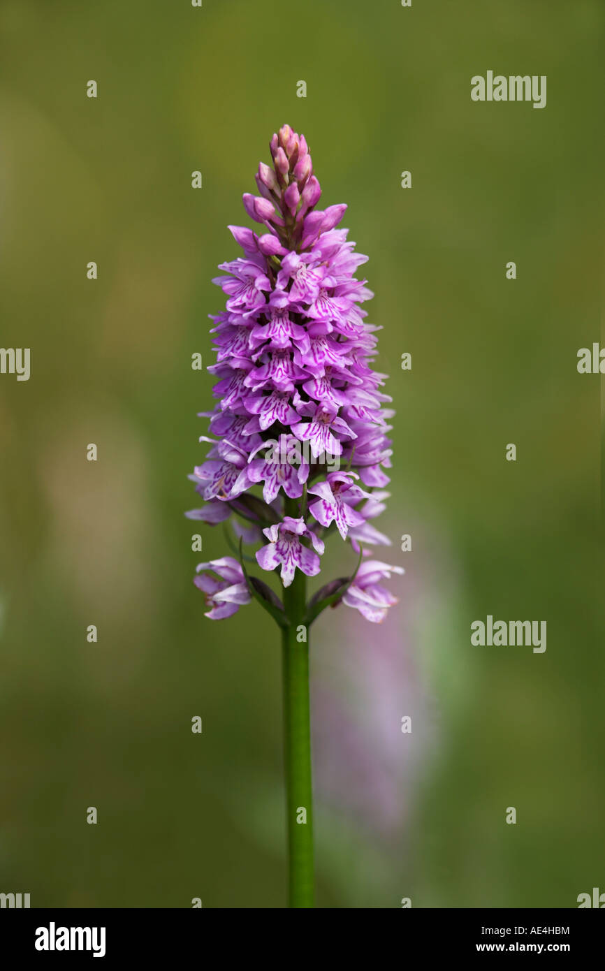 Gait barrow nature reserve hi-res stock photography and images - Alamy