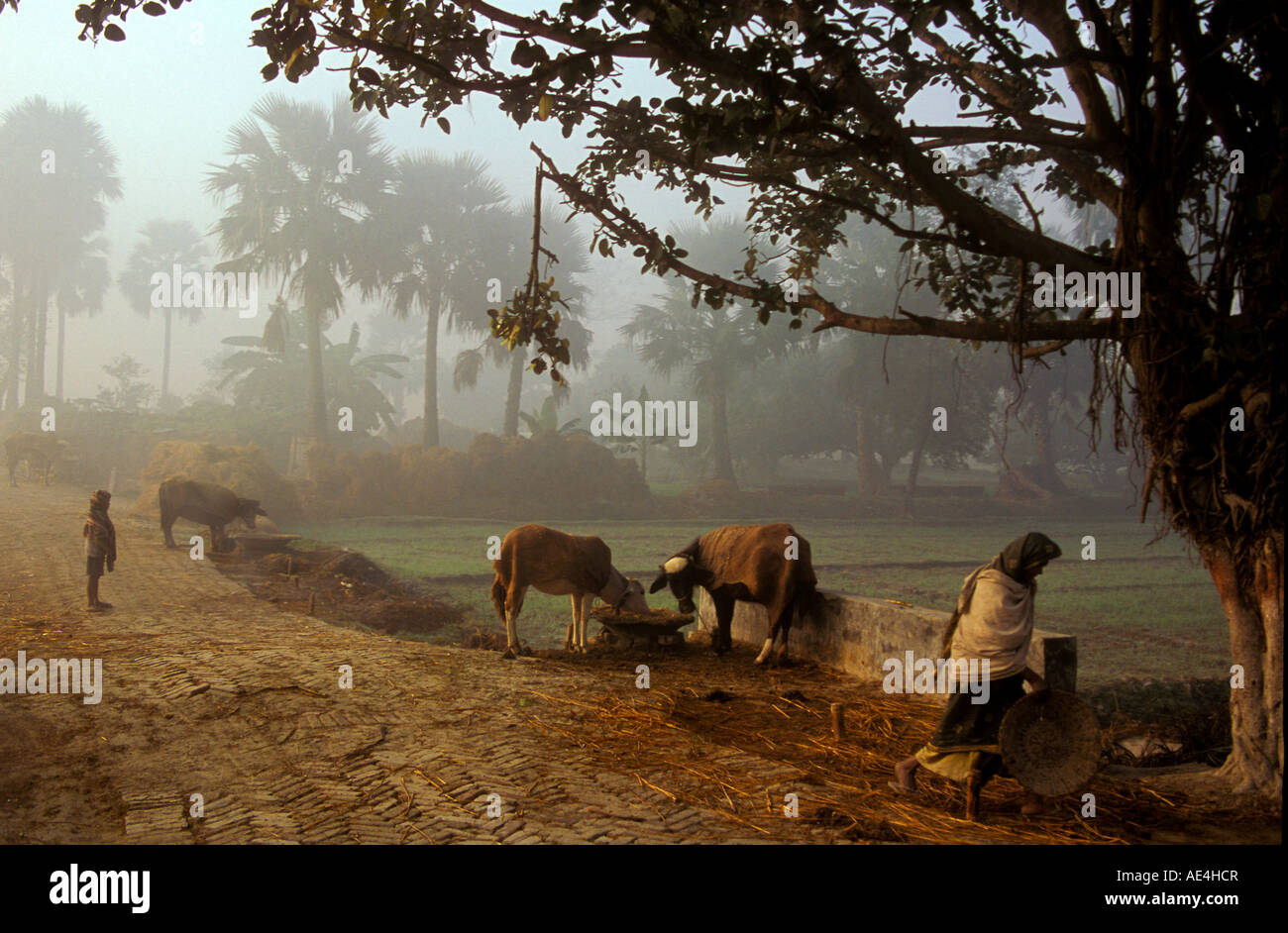 Village scene, Vaishali, India, Asia Stock Photo - Alamy