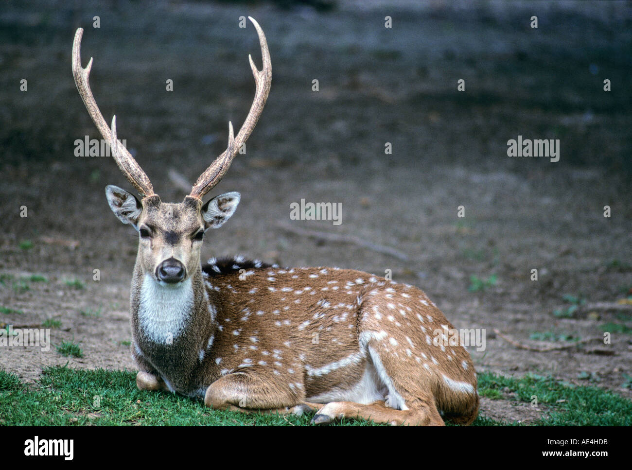 Fallow Deer-Dama dama-Family Cervidae Stock Photo - Alamy