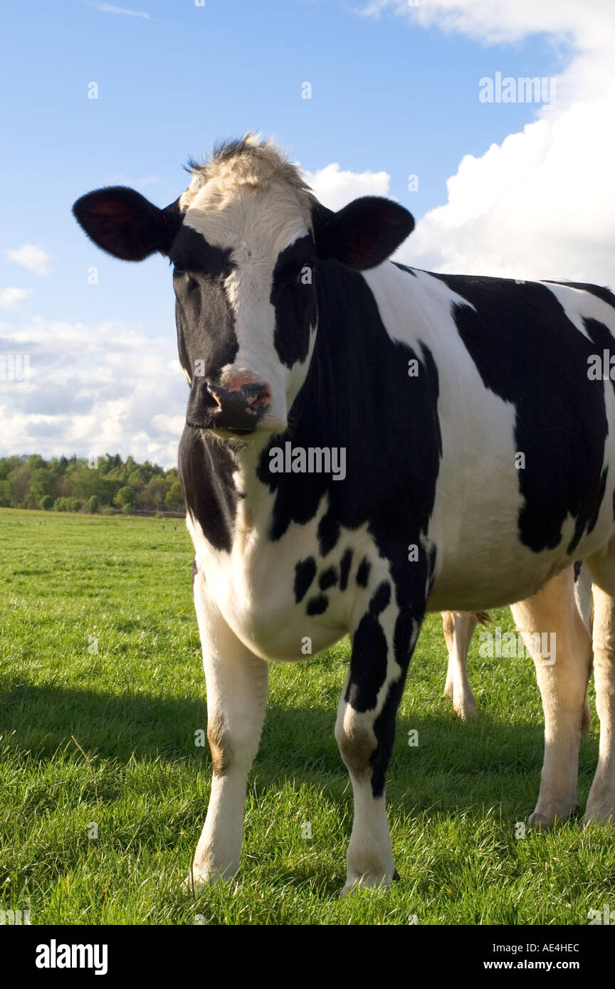 Black and white Holstein cow Stock Photo - Alamy
