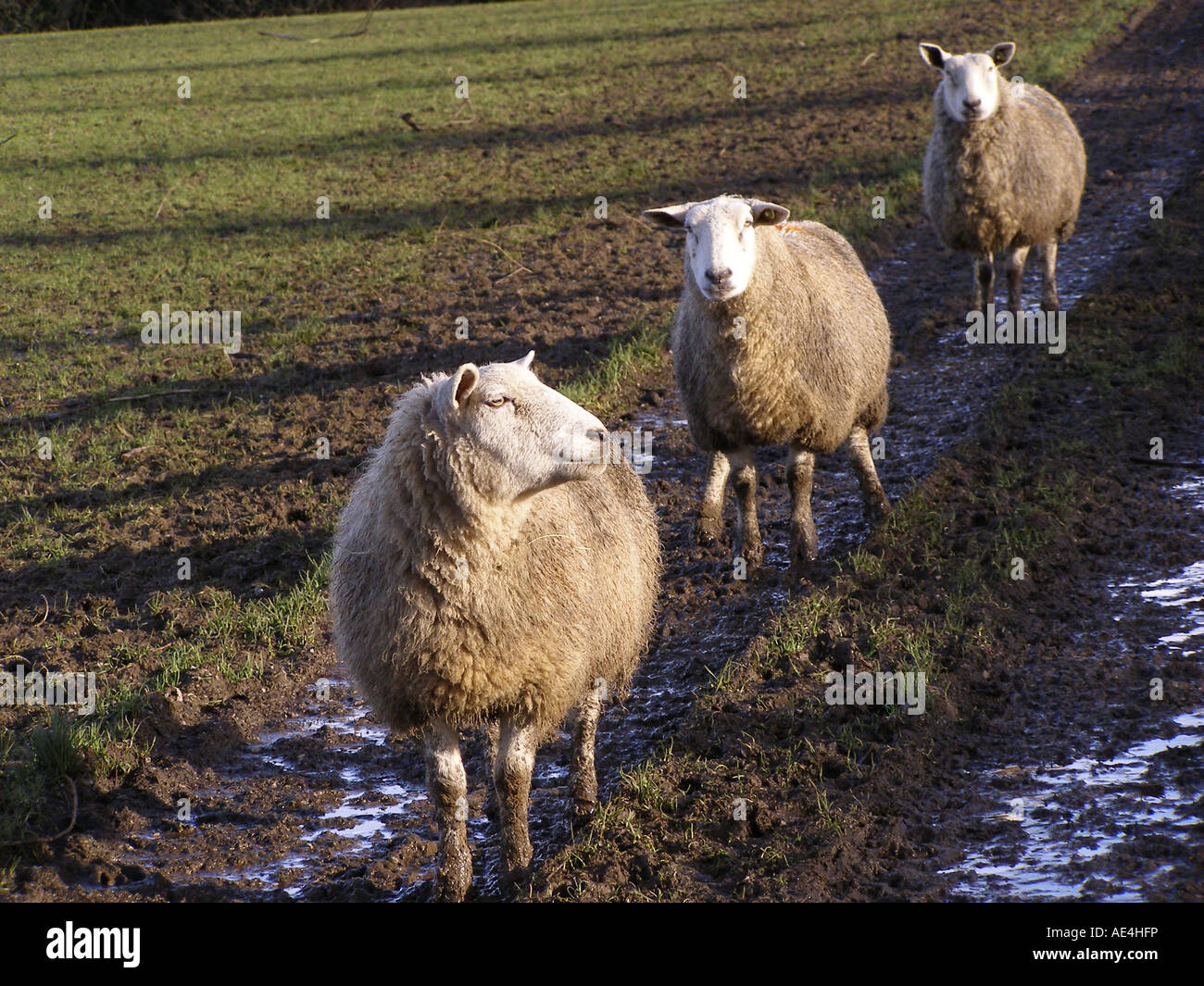 Muddy sheep in line on dirty farm track with long low shadows Stock ...