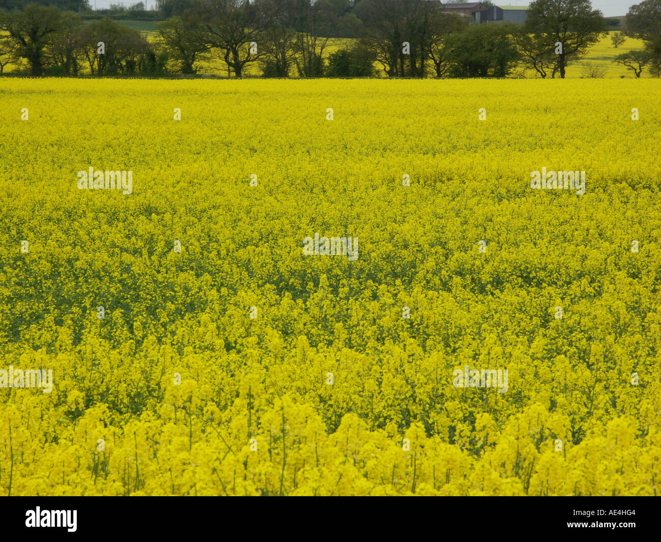 Oilseed Rape fields in bloom in May Stock Photo - Alamy