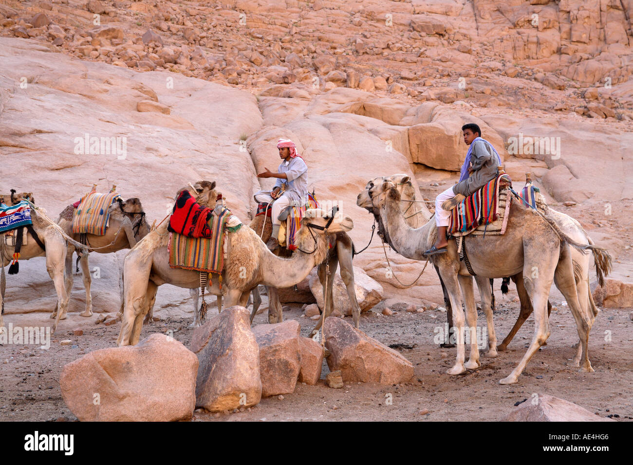 Bedouin camel riders herding a camel train in the sinai desert egypt Stock Photo - Alamy