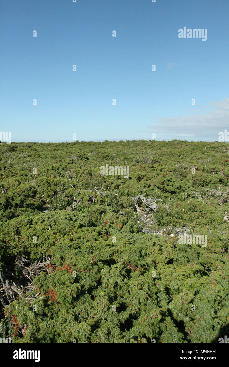 Juniper bushes at Langhammar Faro Gotland Sweden Stock Photo - Alamy