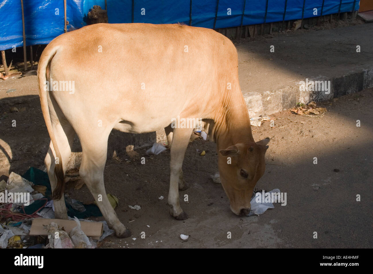 Cow street Fort Cochin Kerala India Stock Photo - Alamy