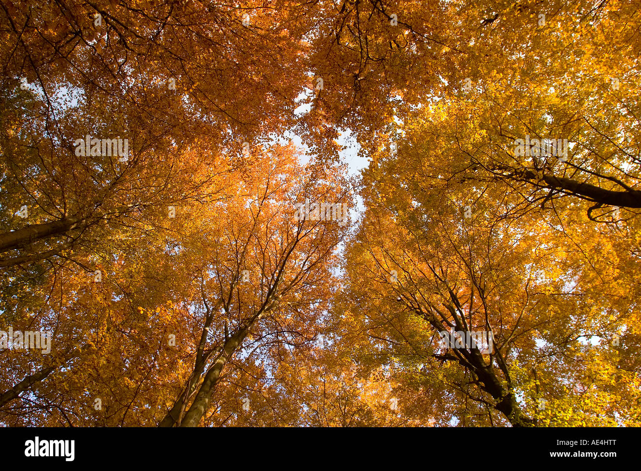 Beech tree forest in autumn, Senne, Nordrhein Westfalen, Germany ...