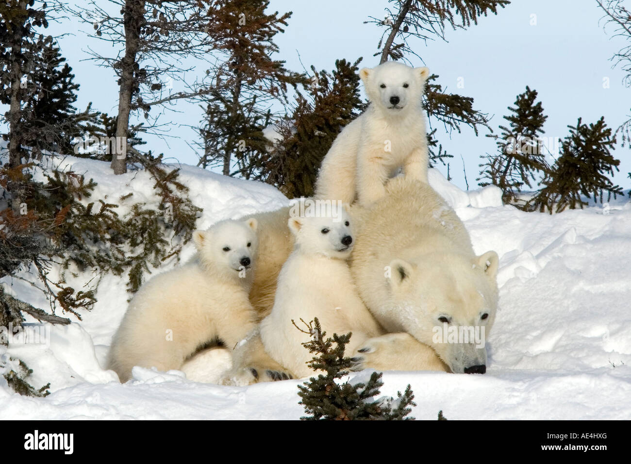 Polar Bear Ursus Maritimus Mother With Triplets Wapusk National Park
