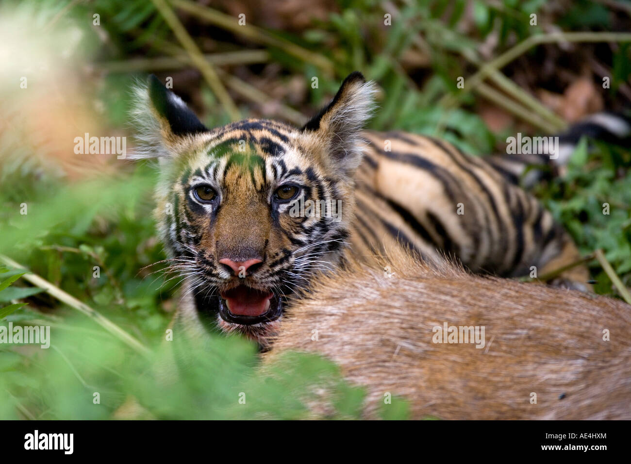 Indian tiger, cub at the samba deer kill, Bandhavgarh National Park ...