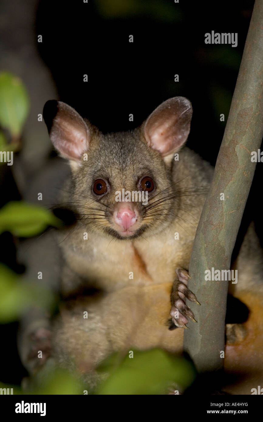 Common brushtail possum (Trichosurus vulpecula), Pebbly Beach ...