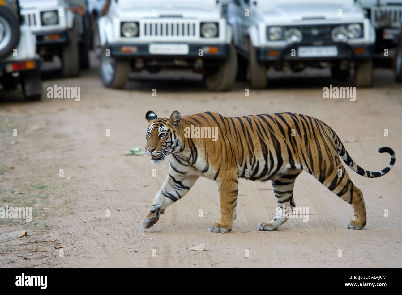 Female Indian tiger (Bengal tiger) (Panthera tigris tigris ...