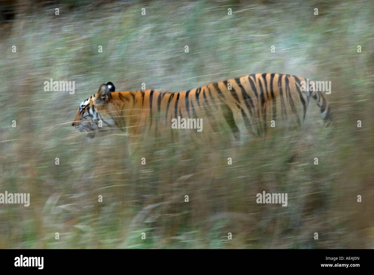 Female Indian tiger (Bengal tiger) (Panthera tigris tigris ...