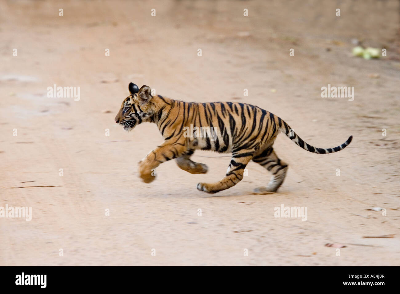 Indian tiger cub (Bengal tiger) (Panthera tigris tigris), Bandhavgarh ...