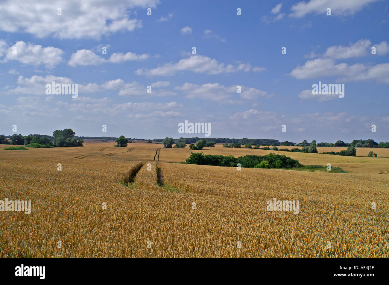 corn field landscape mecklenburg germany Stock Photo - Alamy